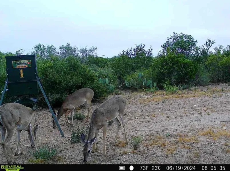 71 acres in Freer, TX, 78357 | Land.com